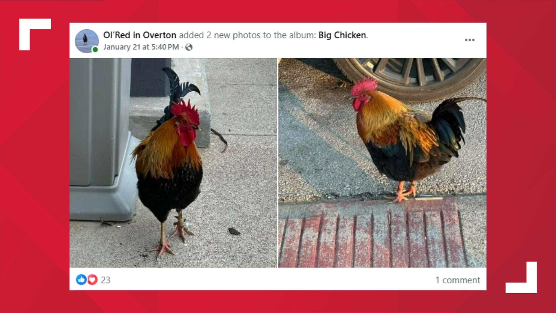 Rooster named Ol' Red takes up residence at Texas grocery store | kvue.com