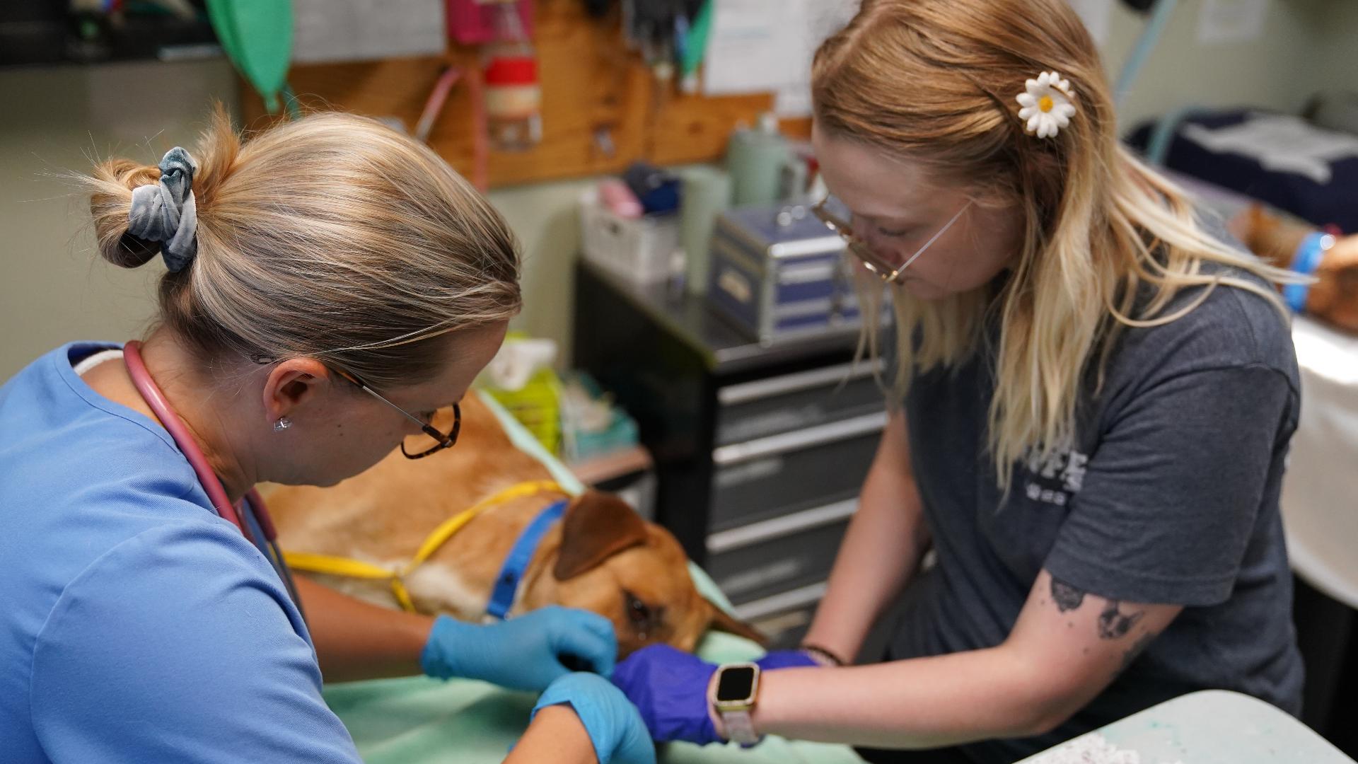 Dogs recovering after being hurt by porcupines in Texas | kvue.com