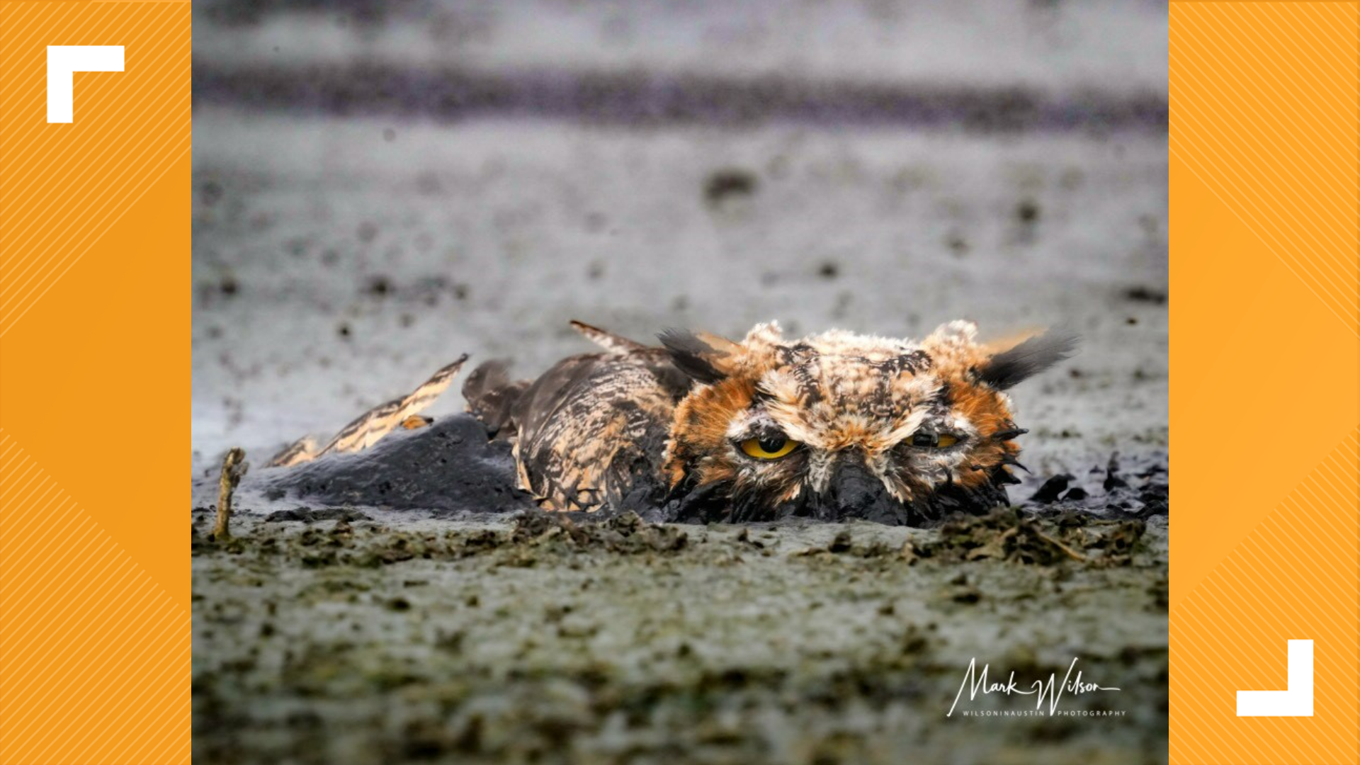 Owl returned to Hornsby Bend after being covered in mud | kvue.com