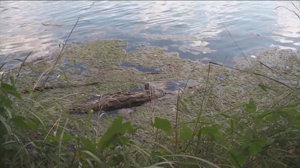 Lady Bird Lake, Emma Long Park algae samples contain neurotoxin | kvue.com