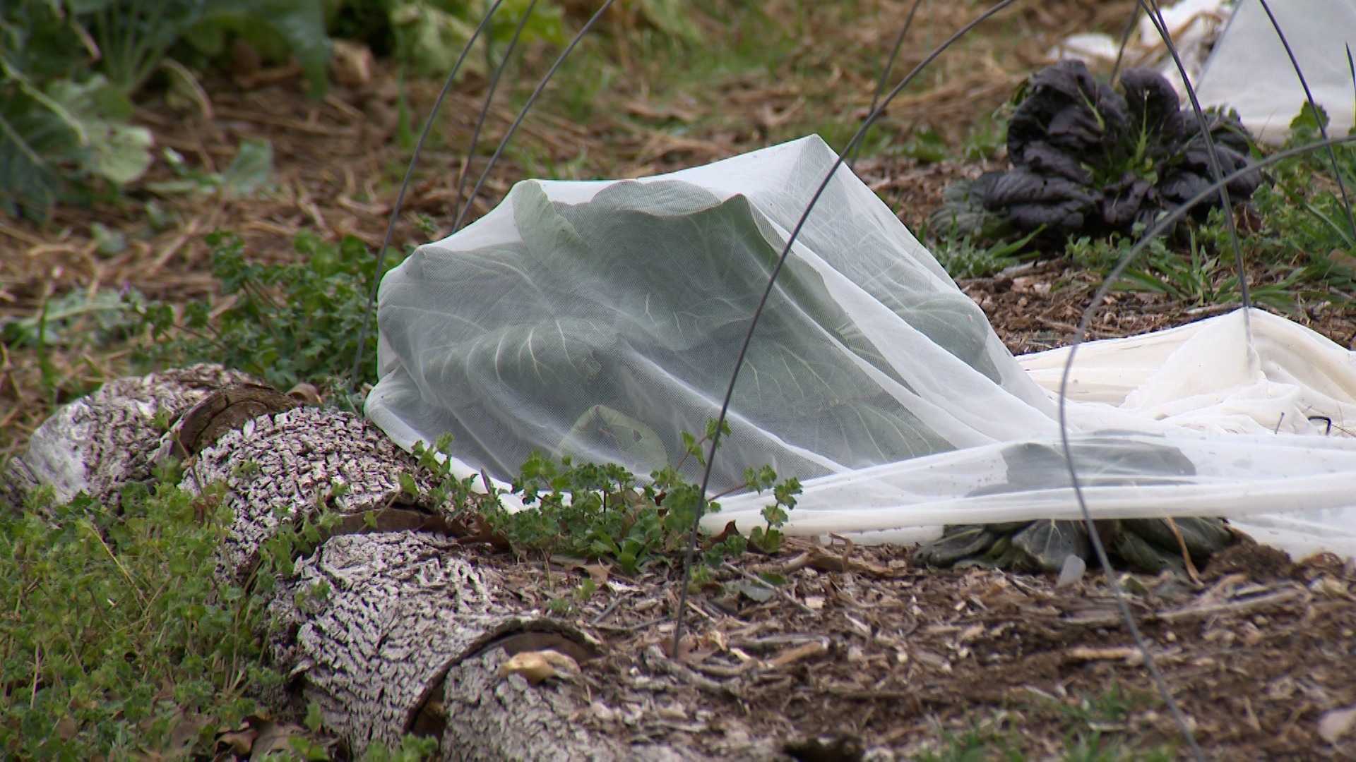 Central Texas farmers working to protect crops before weekend freeze ...