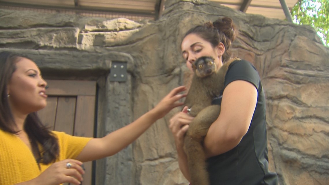 Animal World and Snake Farm Zoo in New Braunfels experience | kvue.com