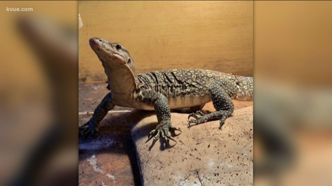 Baby Monitor Lizard Pet