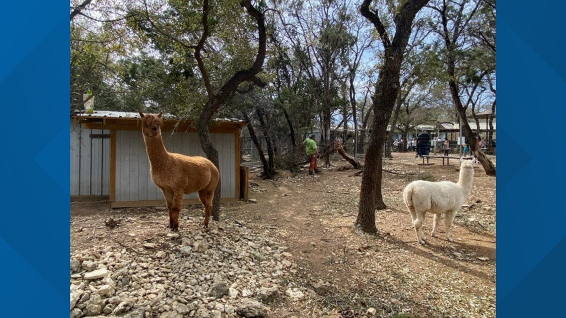 San Antonio Zoo provides a helping hand to Austin Zoo following the ice ...
