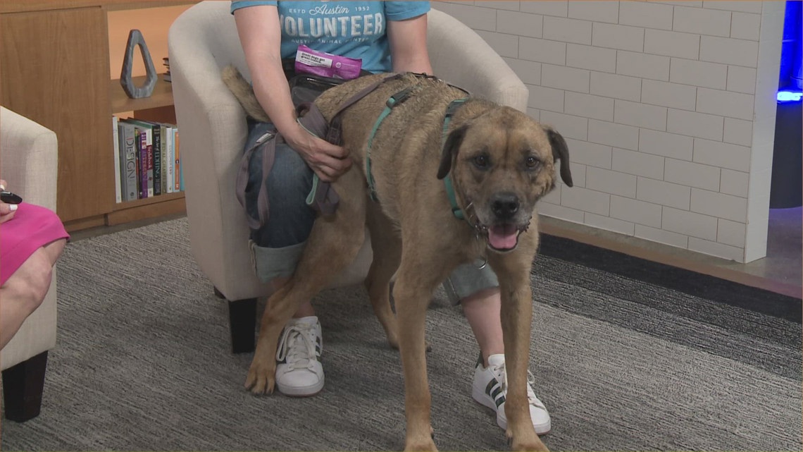 Meet Jax, a smart pup available to adopt from the Austin Animal Center ...