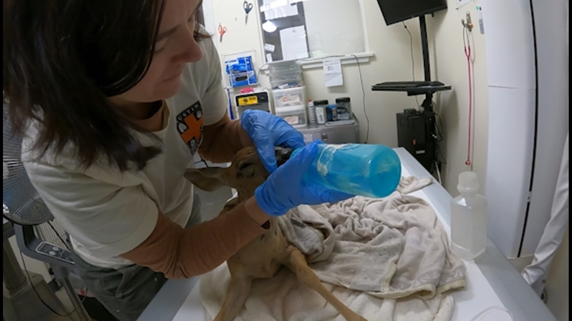 Austin Wildlife Rescue sees influx of animals due to extreme heat ...