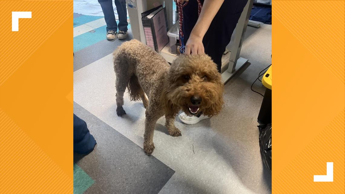 Austin Pets Alive! finds labradoodle abandoned with mangled leg | kvue.com