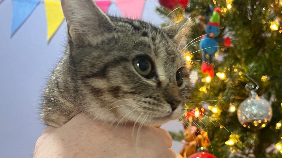 Save Austin Now PAC creates petition pushing for audit of city's ...