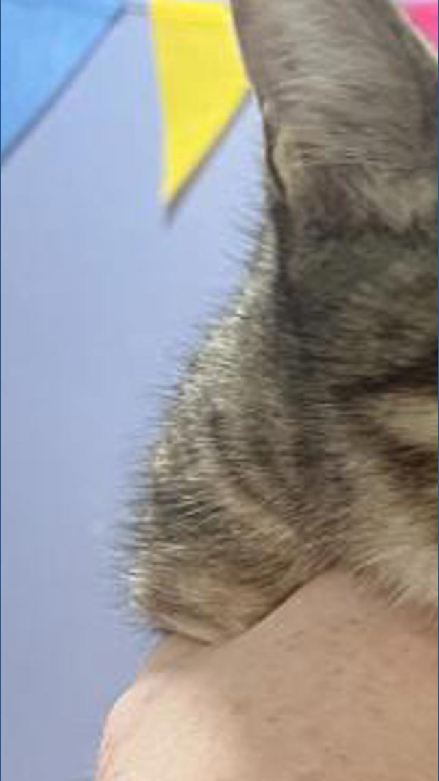 Grace Thornton | kvue.com