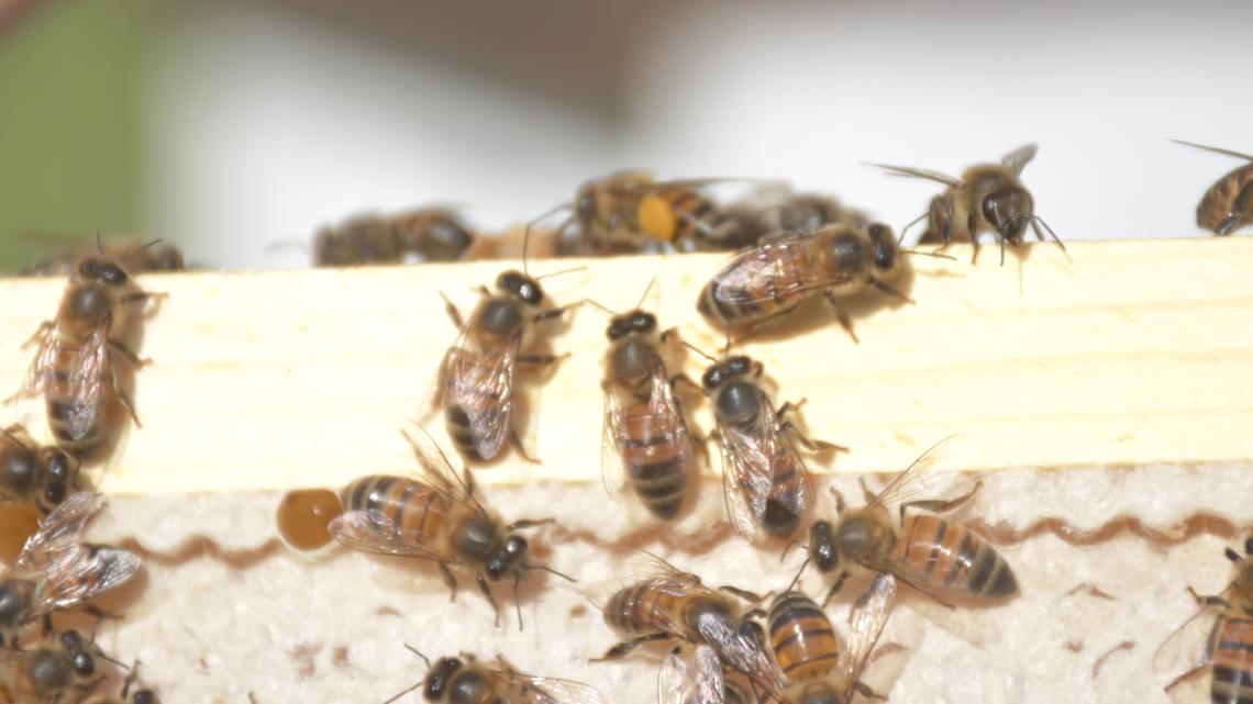 Austin beekeeper looking after 5 million bees and counting | kvue.com