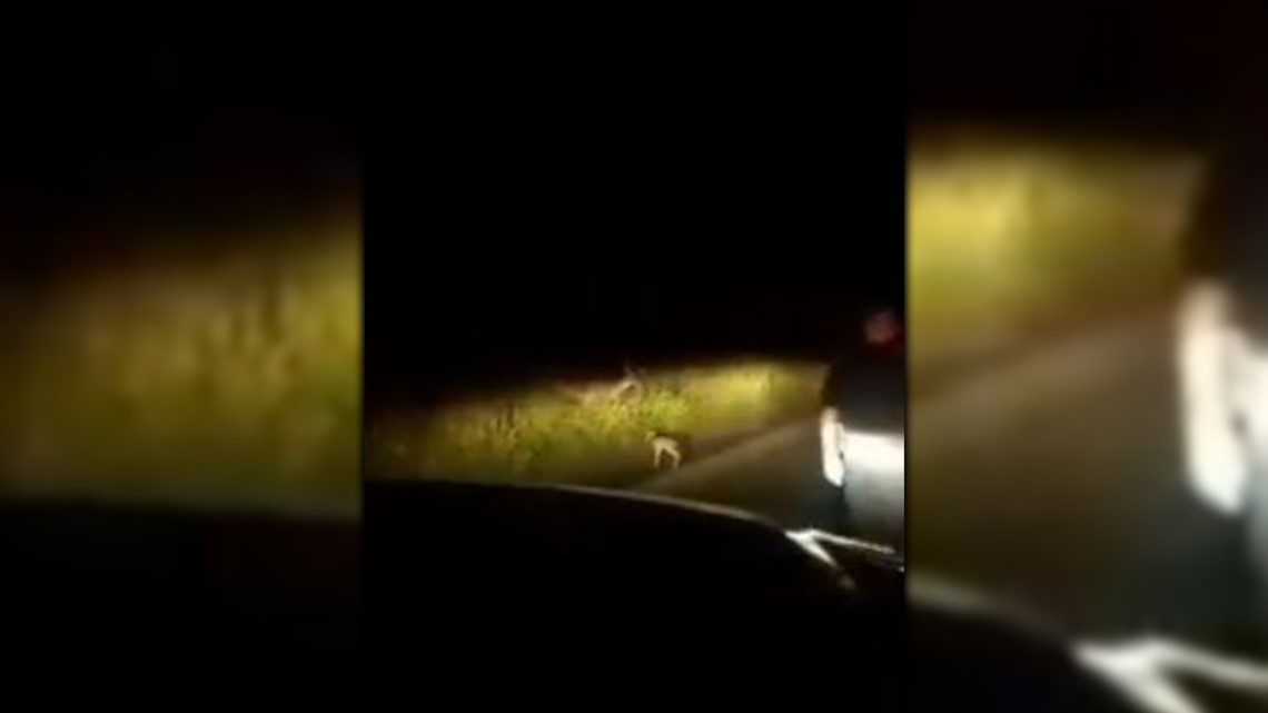 'Little rescue.' ATCEMS takes a deer detour to reunite mother and fawn ...