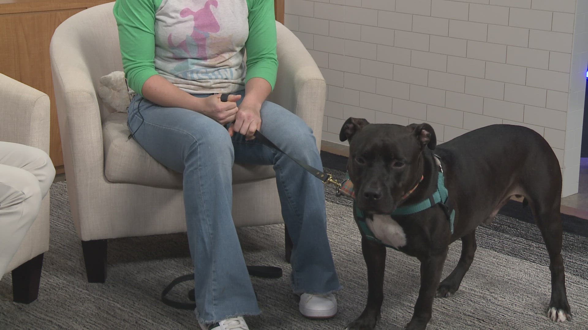 Meet Fletcher, a dog available for adoption from the Austin Animal ...