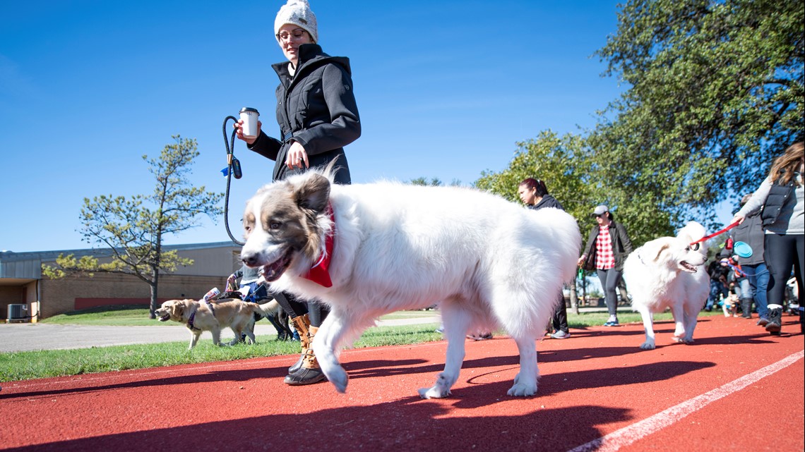Austin-area pups fetch new world record at Mighty Texas Dog Walk | kvue.com