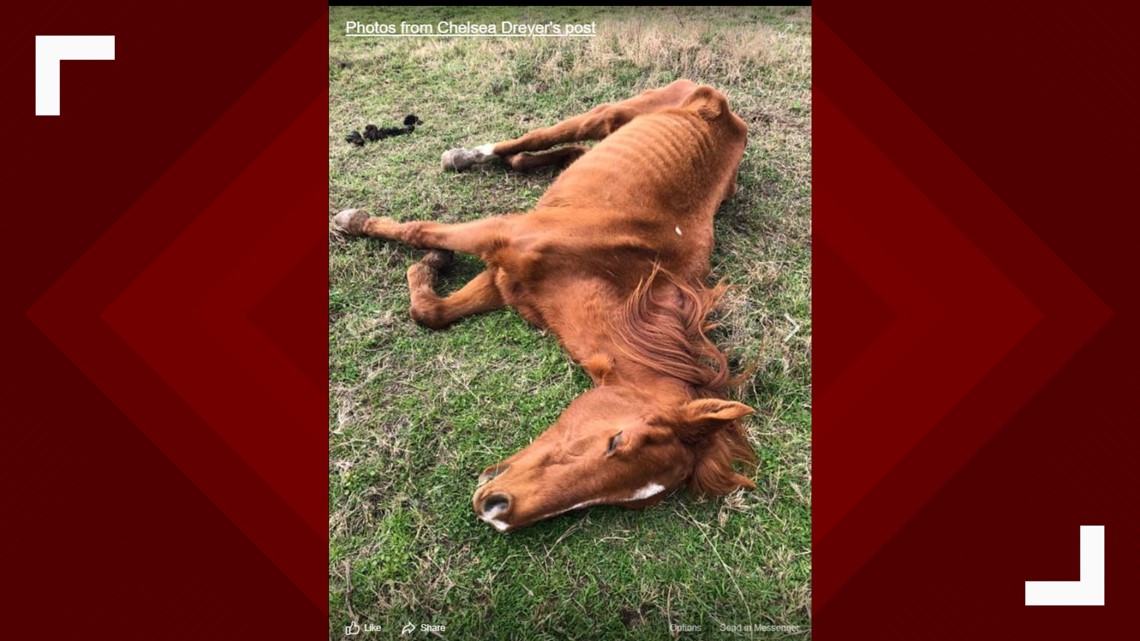 possible animal abuse, horse, dead cows, emaciated | kvue.com
