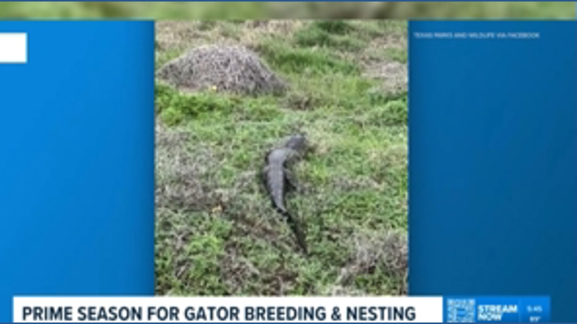 Austin Wildlife Rescue treats baby beaver after it was found alone on ...