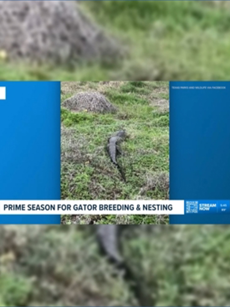 Austin Wildlife Rescue treats baby beaver after it was found alone on ...