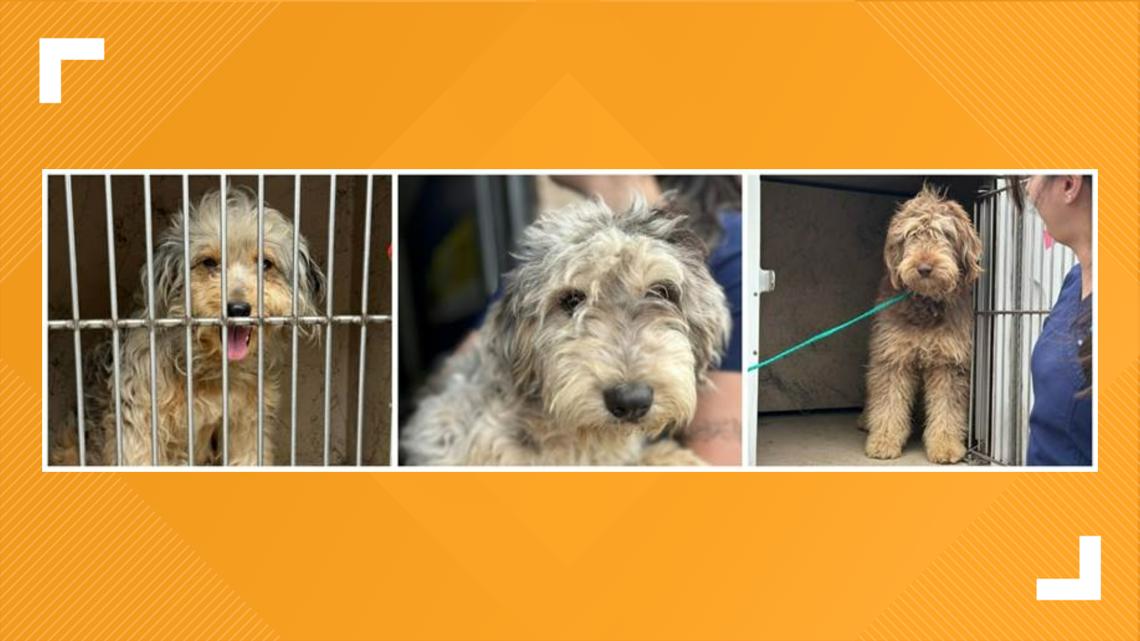 Doodle mixes rescued from breeding operation in Bastrop County, Texas ...