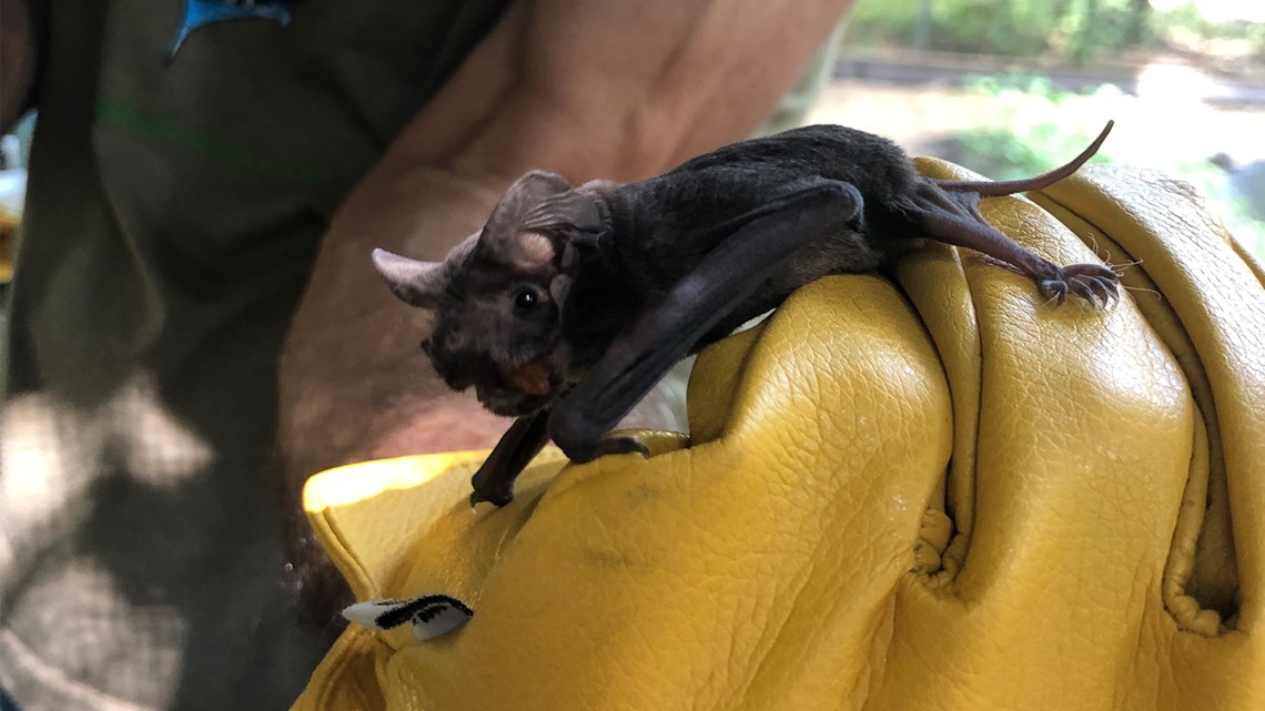 Under the Congress Bridge: Austin Bat Refuge keeps them flying | kvue.com
