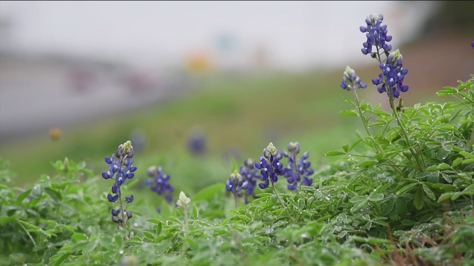 Mixed season predicted for Texas spring blooms | kvue.com