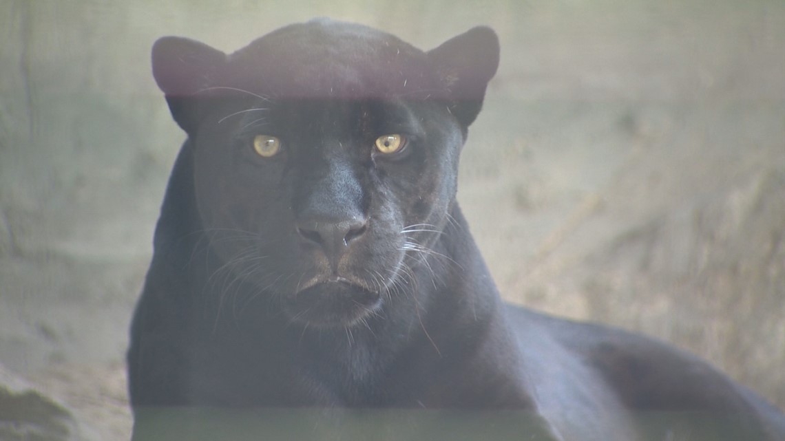 Animal World and Snake Farm Zoo in New Braunfels experience | kvue.com