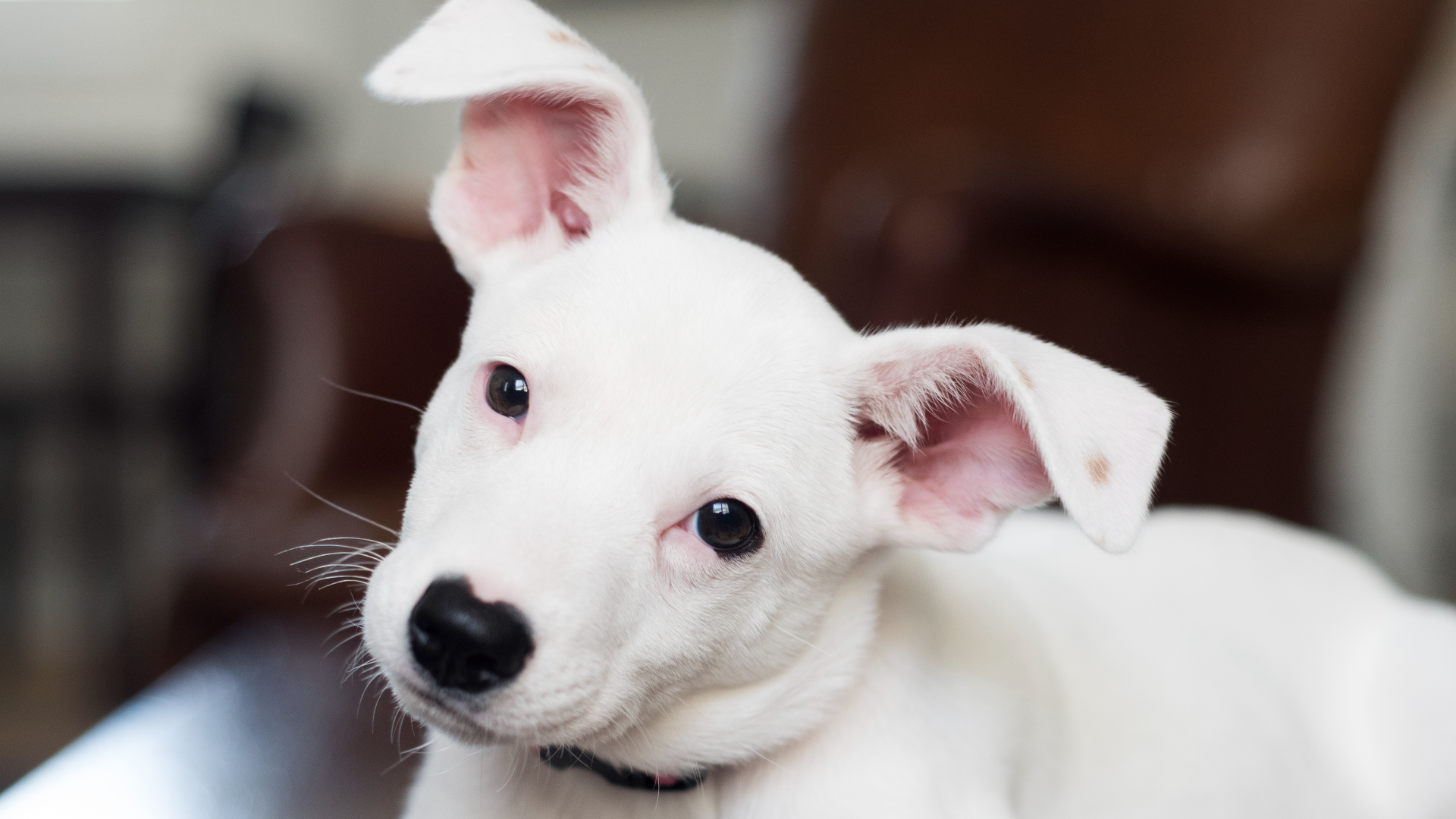 Free spray and neuter clinic offered this weekend at Austin Animal ...