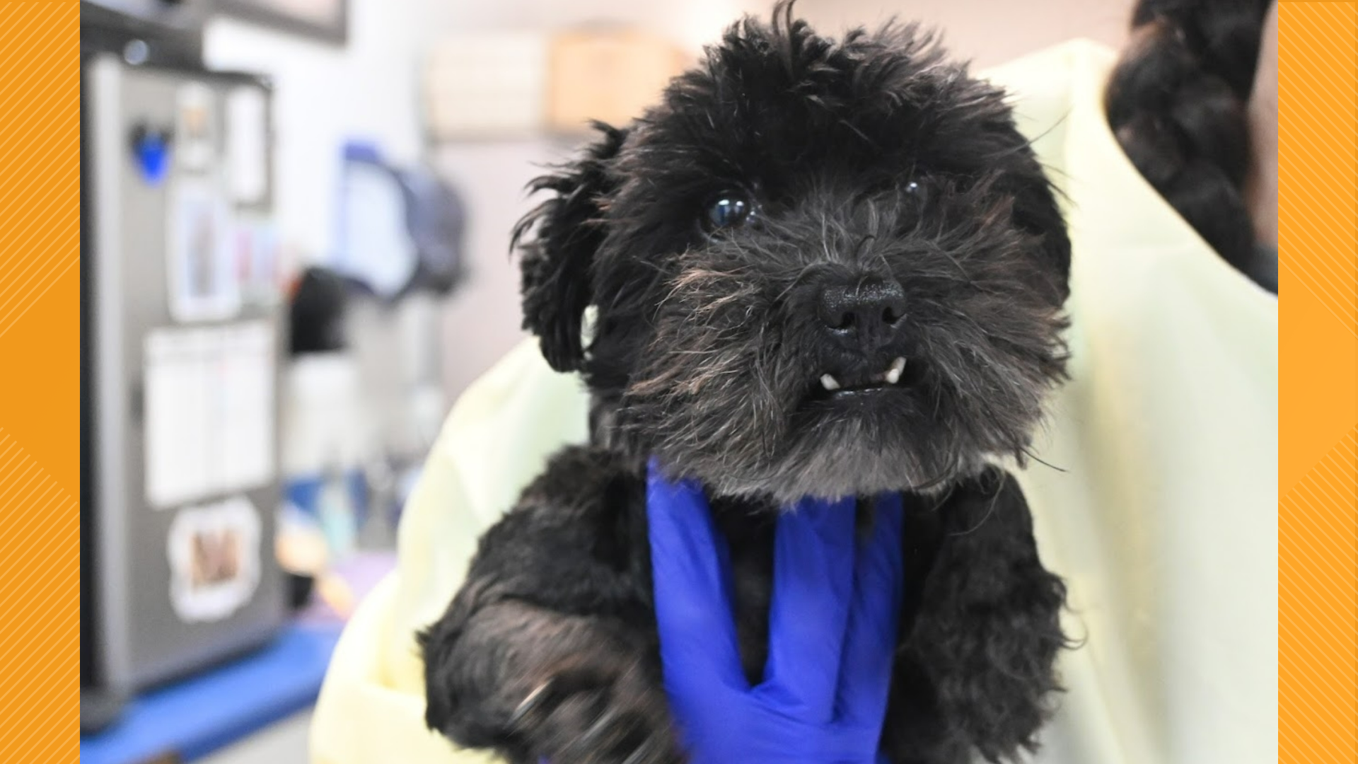 Over 50 dogs rescued from single home; soon to be available for ...