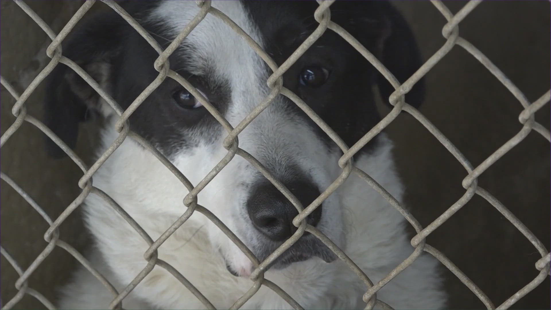 Austin Pets Alive! looking for urgent fosters to curb dog virus spread ...
