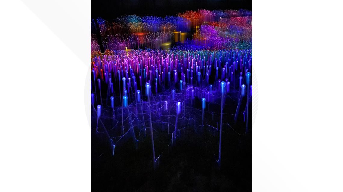 PHOTOS: Bruce Munro's 'Field of Lights' in Paso Robles, California ...