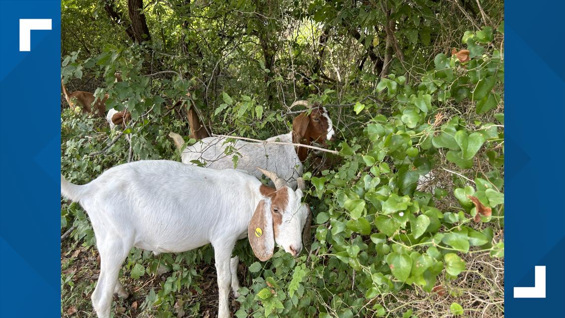 Austin, Texas, goats help clear poison ivy from Hike & Bike Trail ...