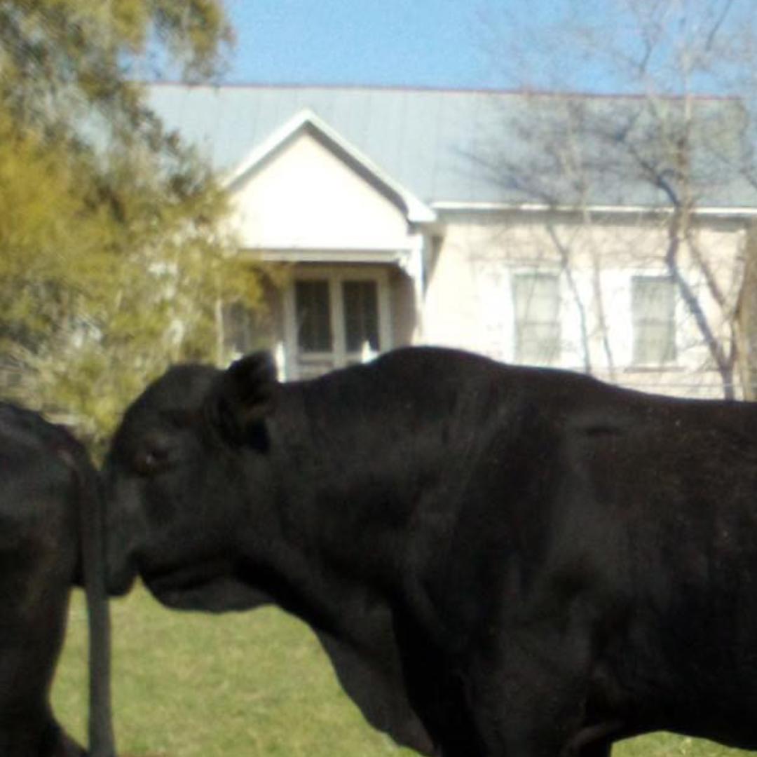 Fayette County seeks help locating missing 1-ton bull | kvue.com