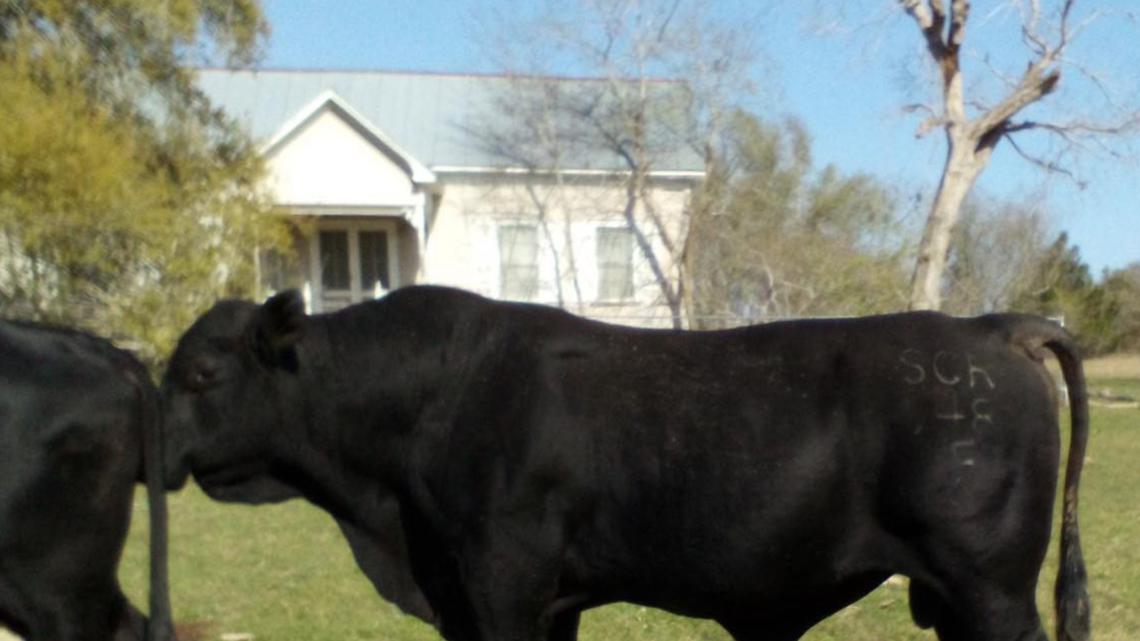 Fayette County seeks help locating missing 1-ton bull | kvue.com