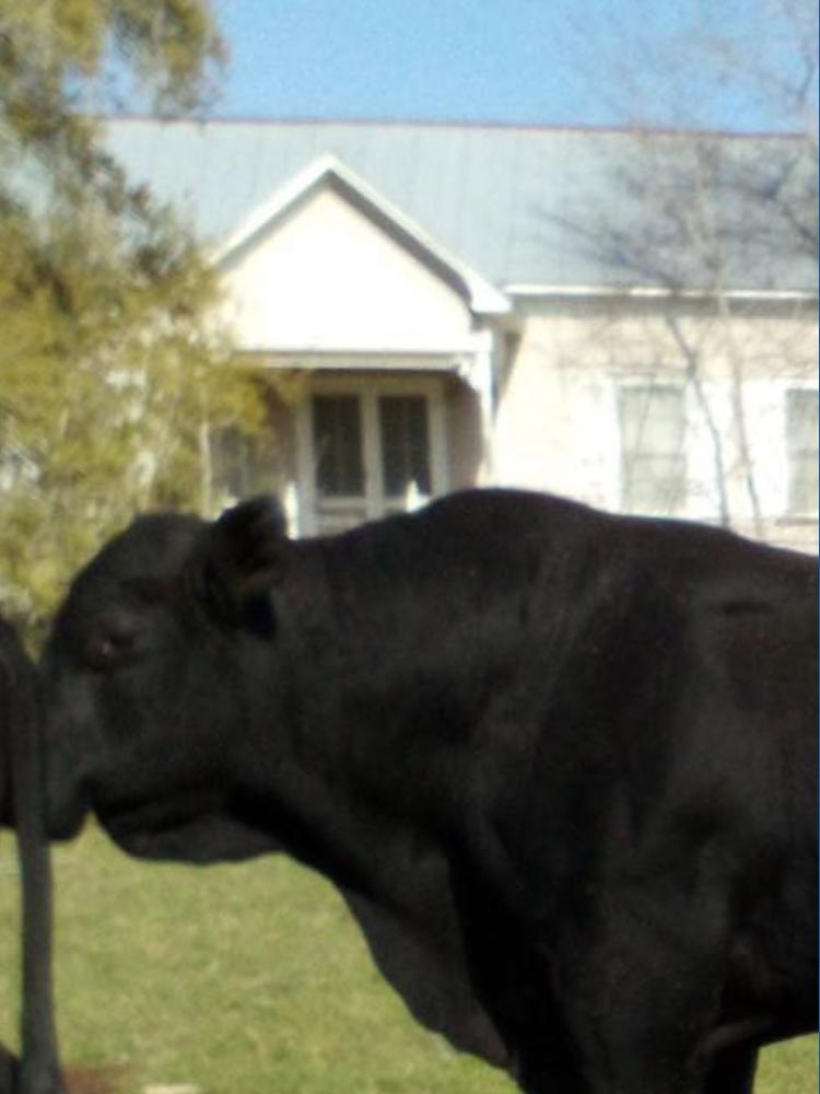 Fayette County seeks help locating missing 1-ton bull | kvue.com