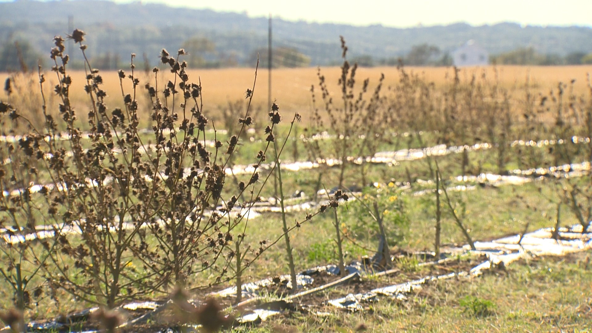 Texas sees first hemp harvesting season after 2019 hemp bill passed ...