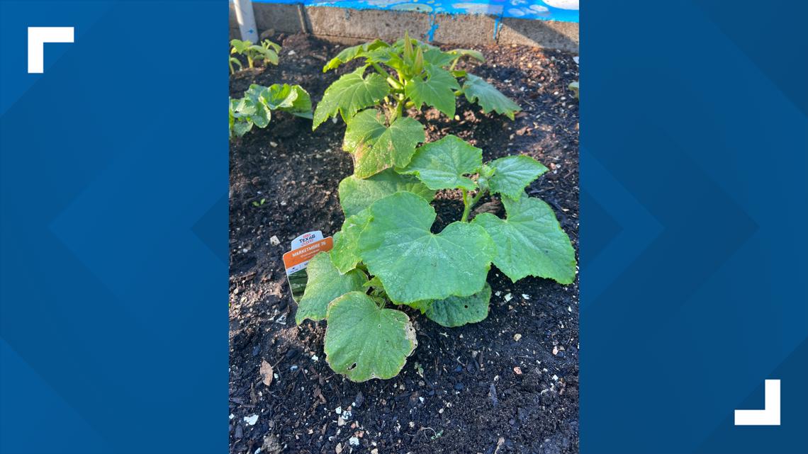 PHOTOS: Pearson Ranch Middle School students learn about Earth in ...