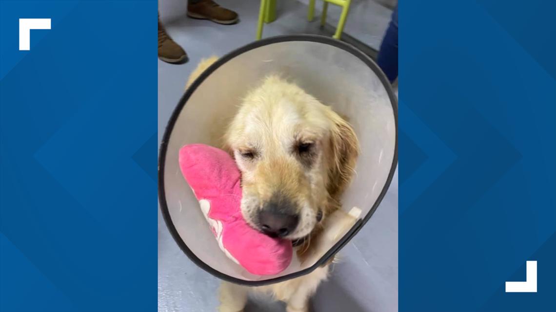 Austin rescue group saving 13 golden retrievers from Turkey | kvue.com