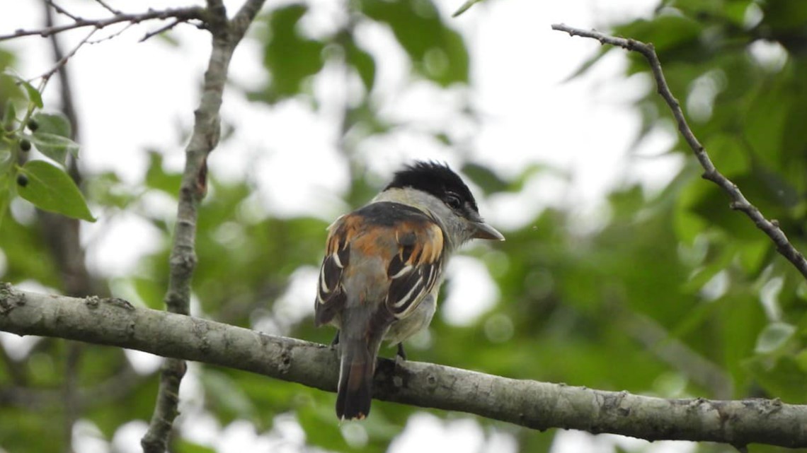 Gray-collared becard spotted for the first time in Texas | kvue.com