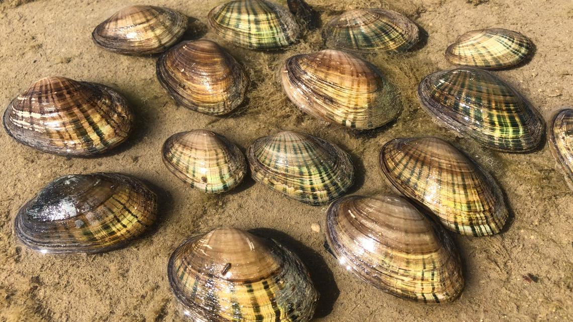6 Texas freshwater mussels added to endangered species list | kvue.com