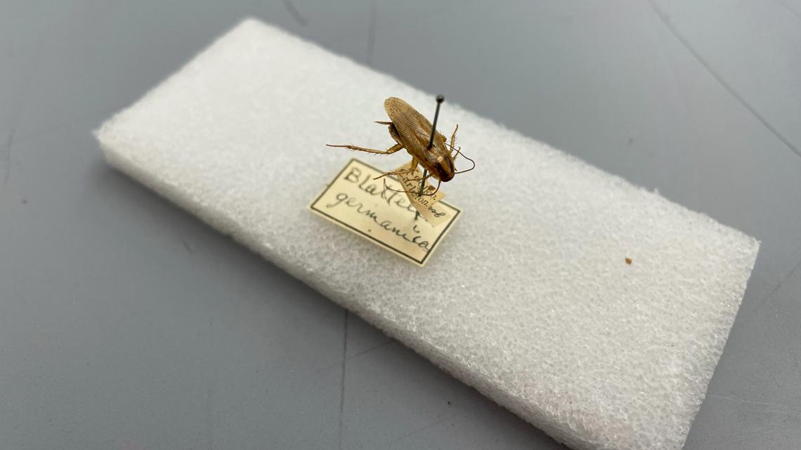 Study charts cockroaches' spread across the globe | kvue.com