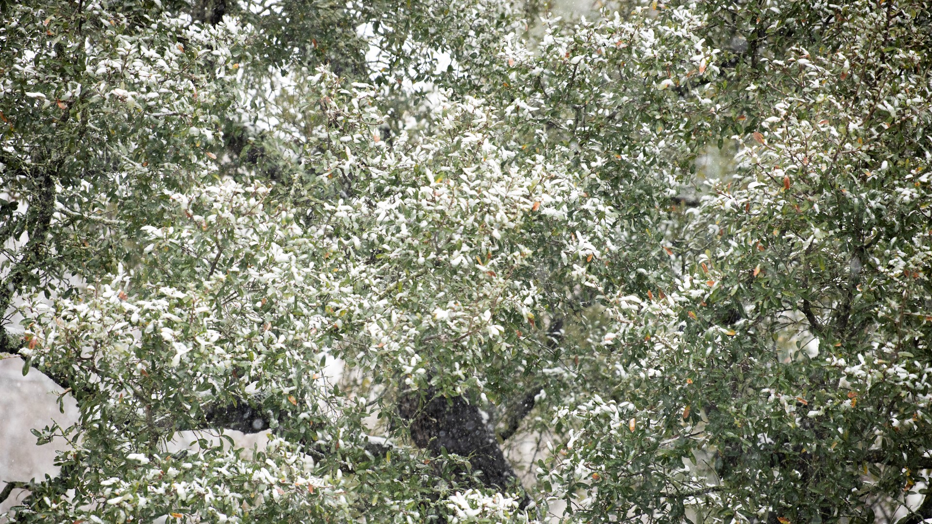 Austin area snowfall totals, Jan. 10, 2021 | kvue.com