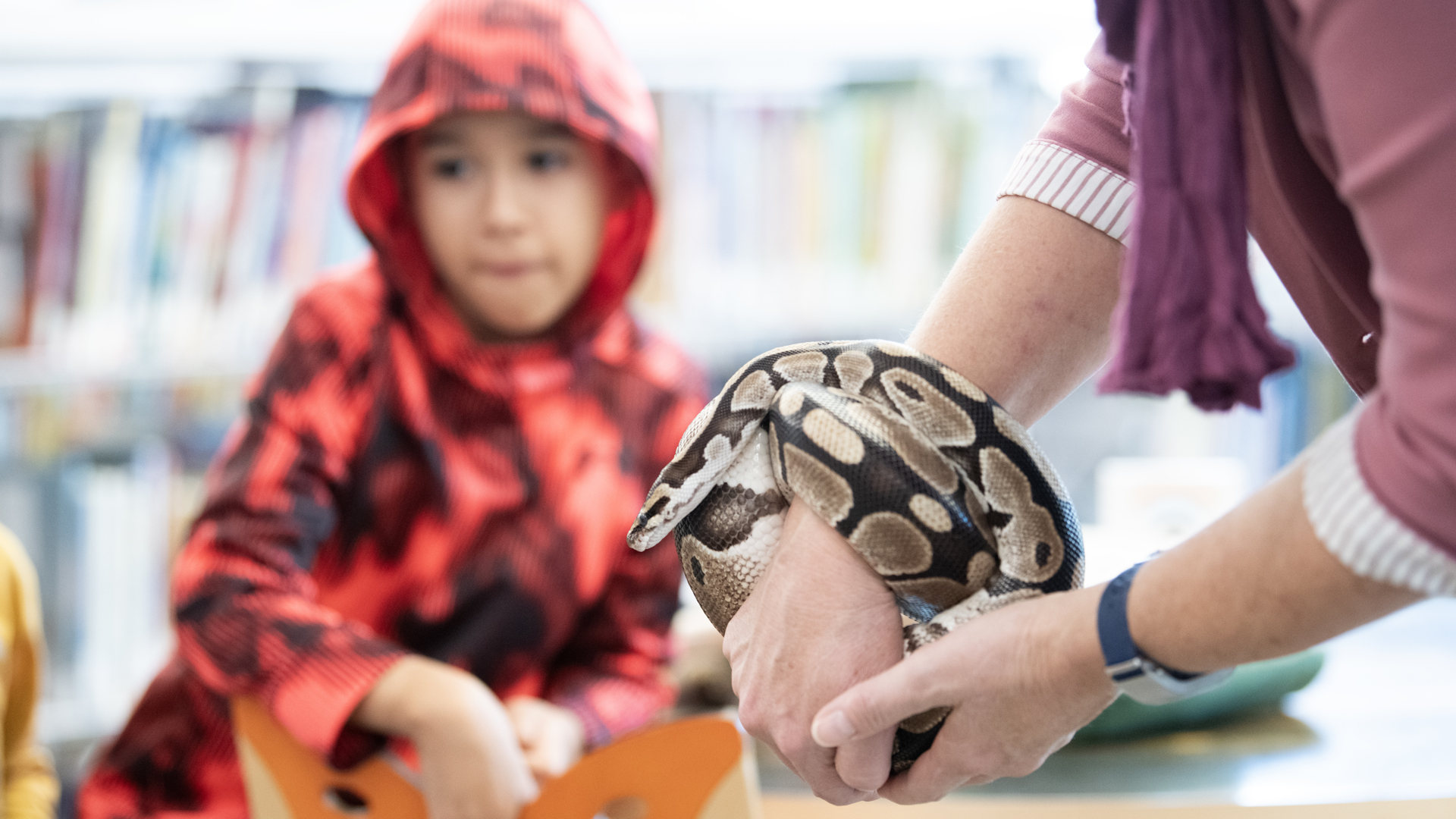 Round Rock Public Library's beloved ball python, Rocksssanne, to retire ...