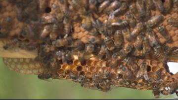 Austin beekeeper looking after 5 million bees and counting | kvue.com