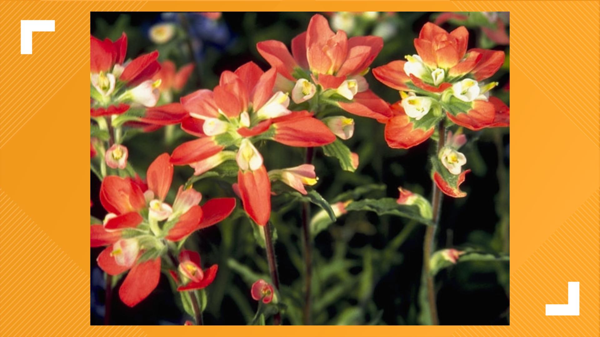 Bluebonnet bloom 2025: Expect mixed results due to drought conditions ...