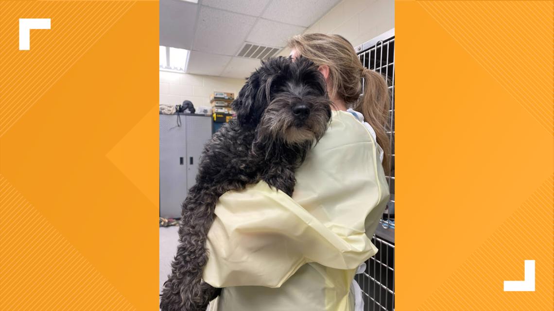 Over 50 dogs rescued from single home; soon to be available for ...