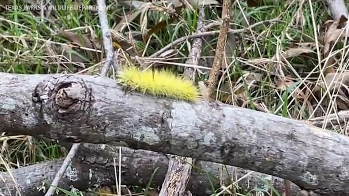 Poisonous American Dagger Moth Caterpillars spotted in Texas | kvue.com
