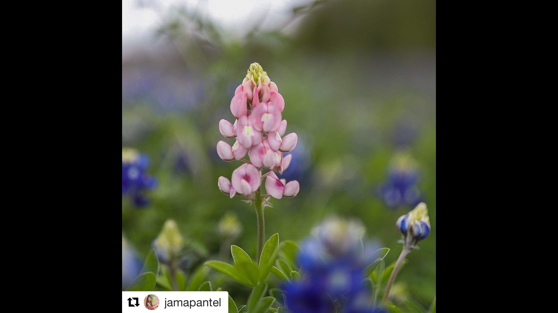 How to harvest bluebonnet seeds and when to pull up your plants | kvue.com