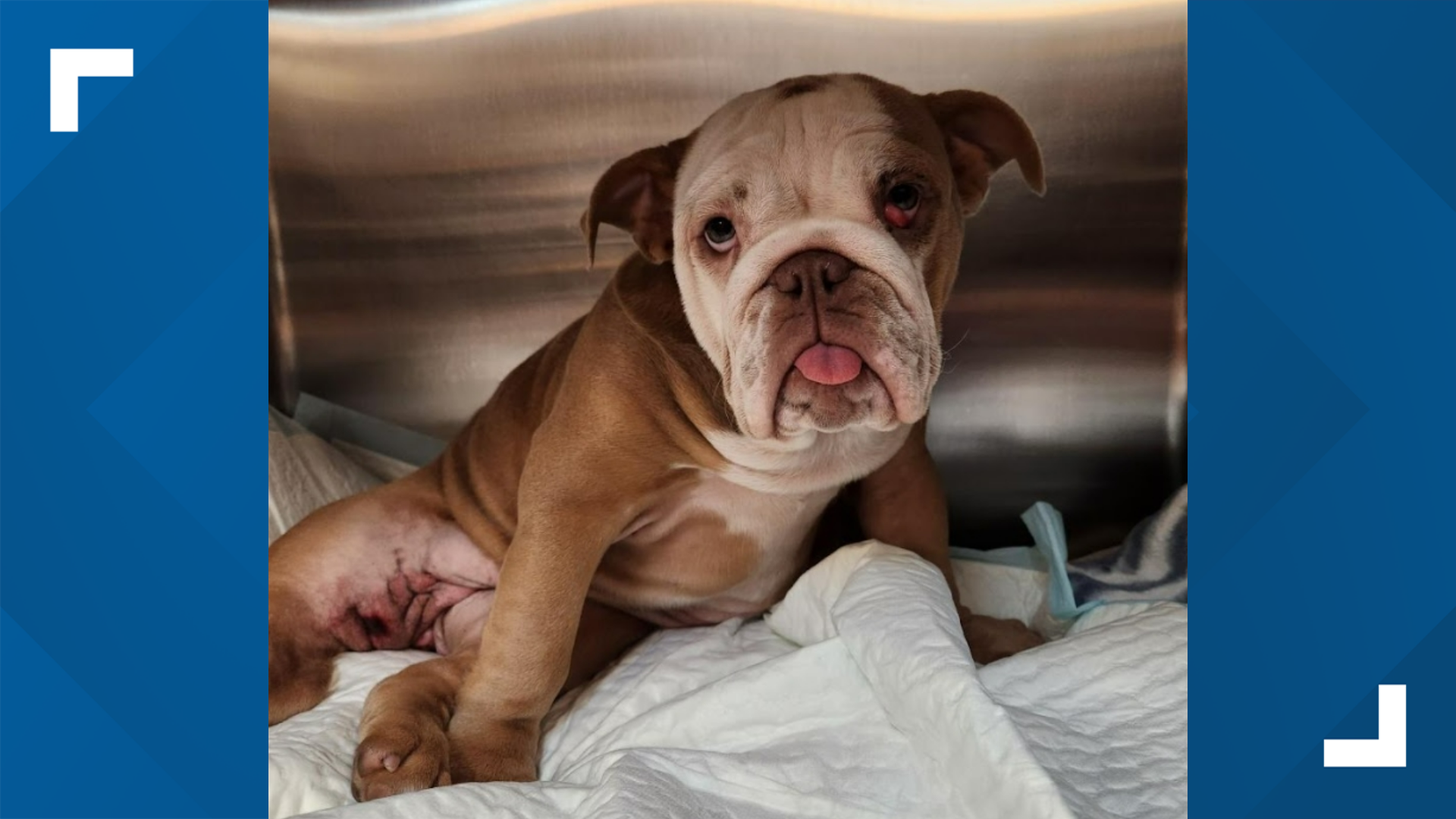 Austin, Texas animal shelter treats dogs hit by a car | kvue.com