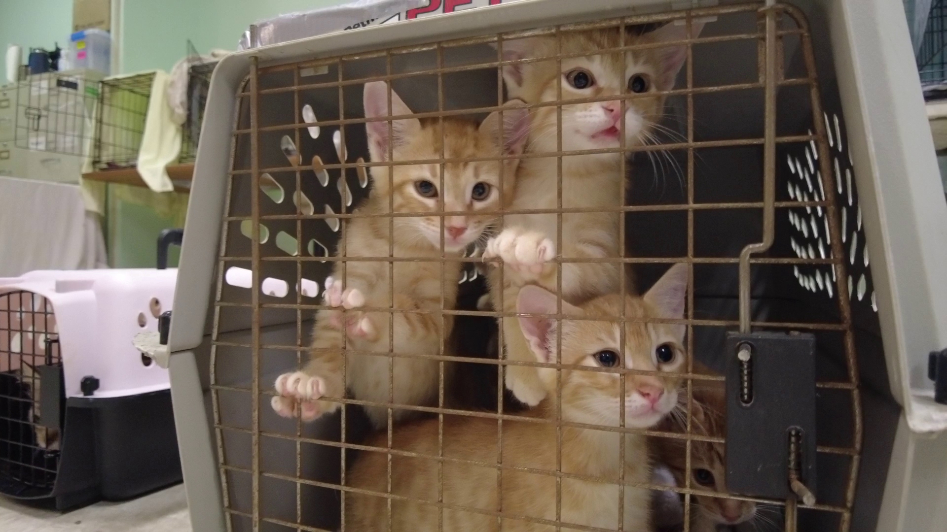 Austin Pets Alive! taking in animals from Kerrville Pets Alive! | kvue.com