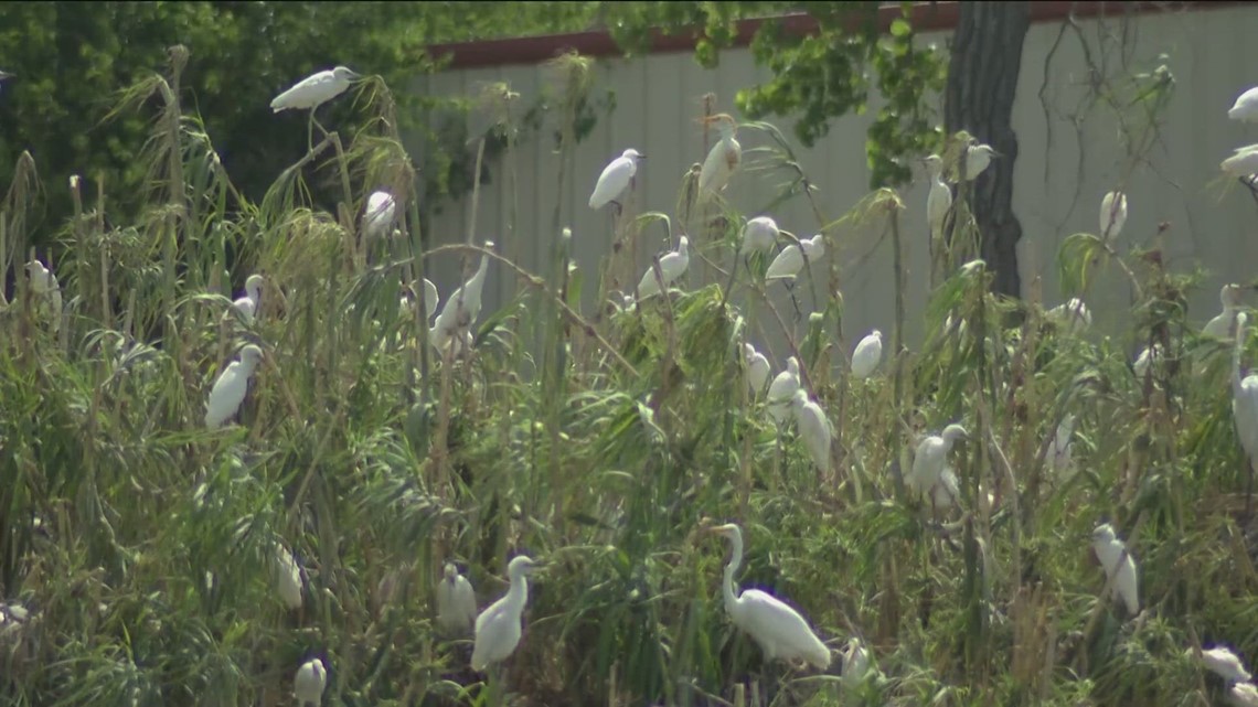 Taylor, Texas, changing firework show after bird incident | kvue.com