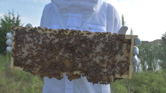 Austin beekeeper looking after 5 million bees and counting | kvue.com