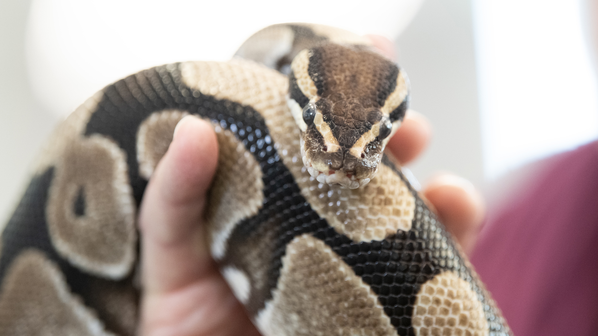 The Round Rock Public Library's snake is retiring | kvue.com